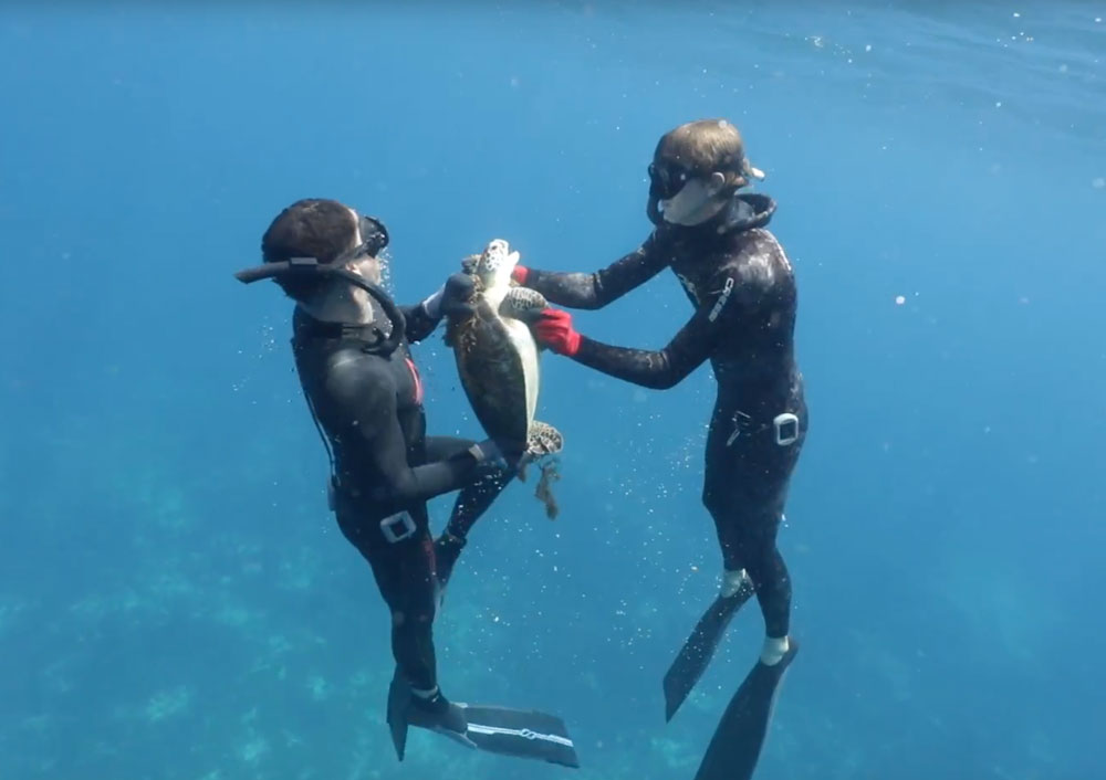 Free Divers Capture Turtle: VIDEO - Monaco Explorations