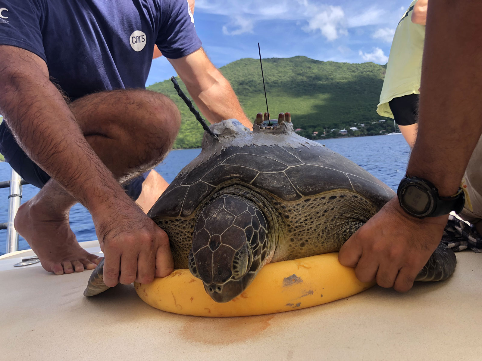 Ifremer Sea Turtle Tags - Monaco Explorations
