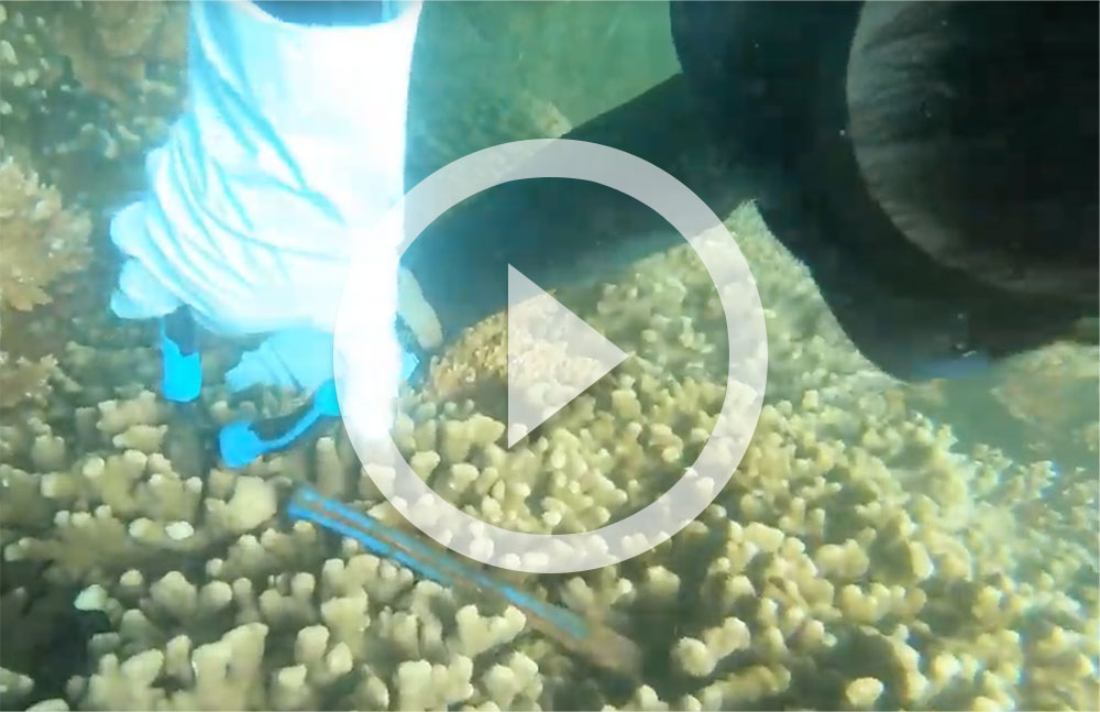 Underwater Coral Sample Collection Process - Monaco Explorations