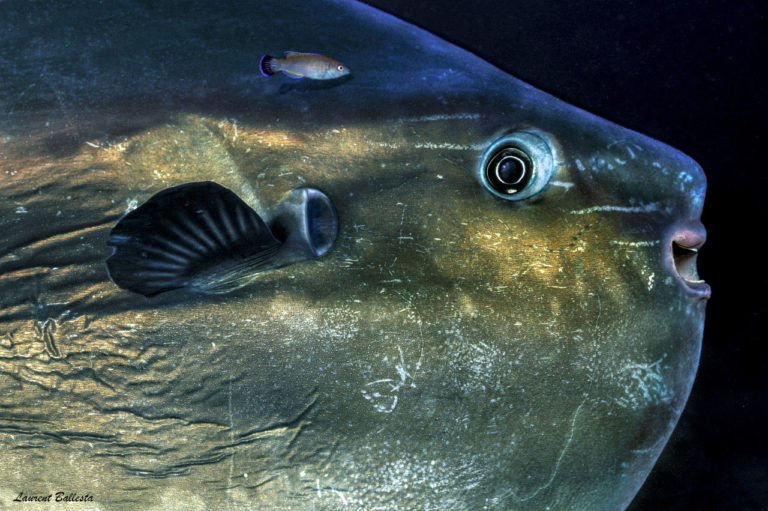 Gombessa 5 : Rencontre avec un poisson lune par 135 m de fond - Monaco ...