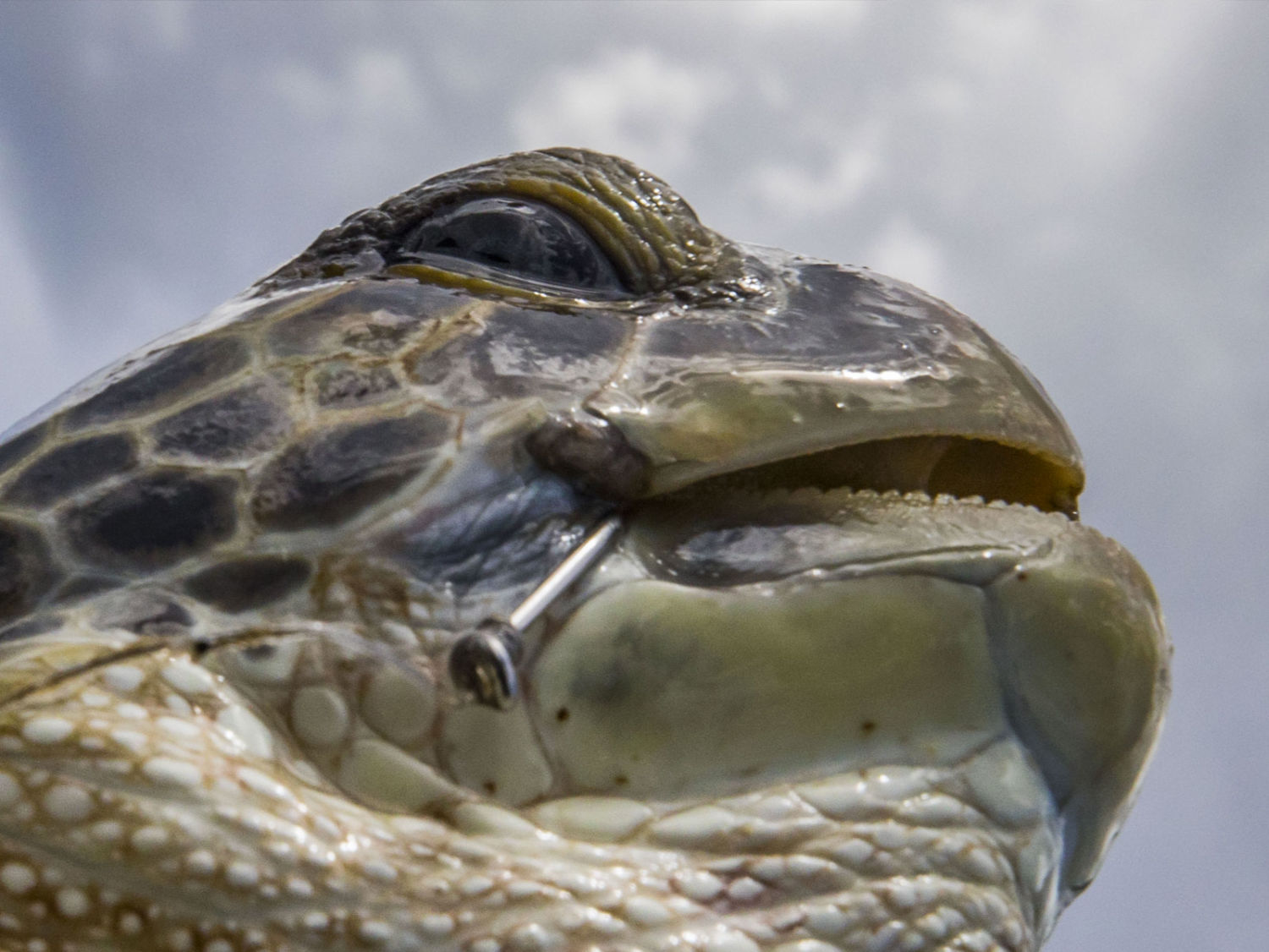 Fishing Hook Removed from Sea Turtle’s Beak - Monaco Explorations