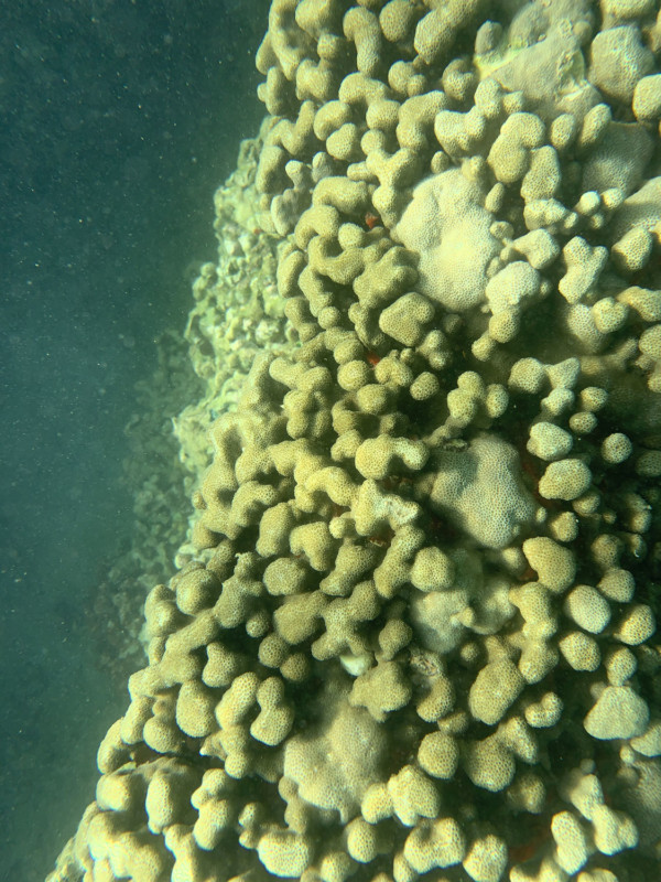 Porites evermanni and Porites compressa - Monaco Explorations